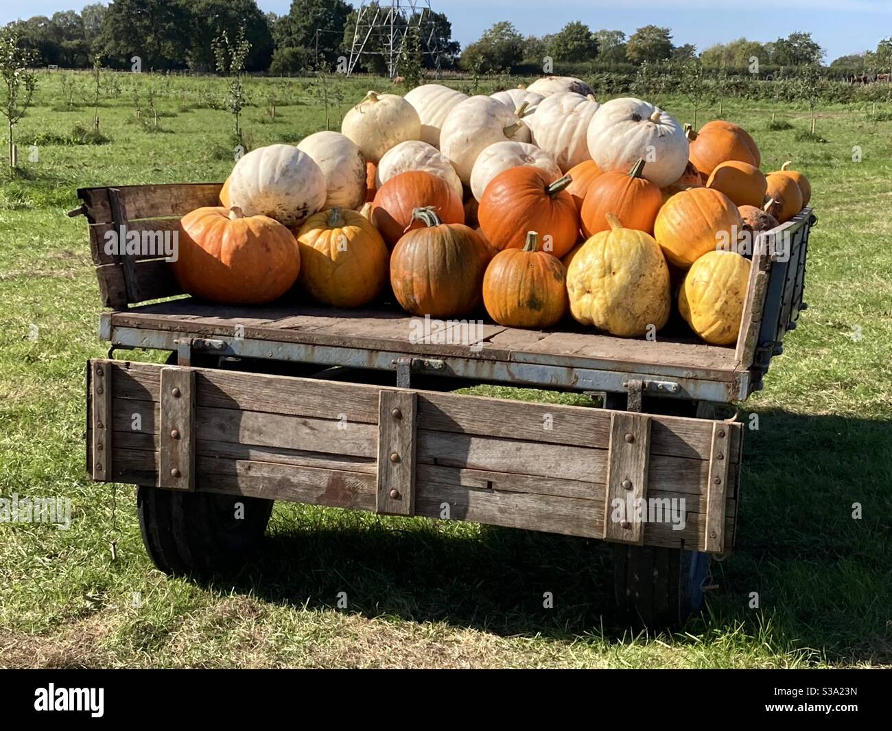 Pumpkin cart hi-res stock photography and images - Alamy