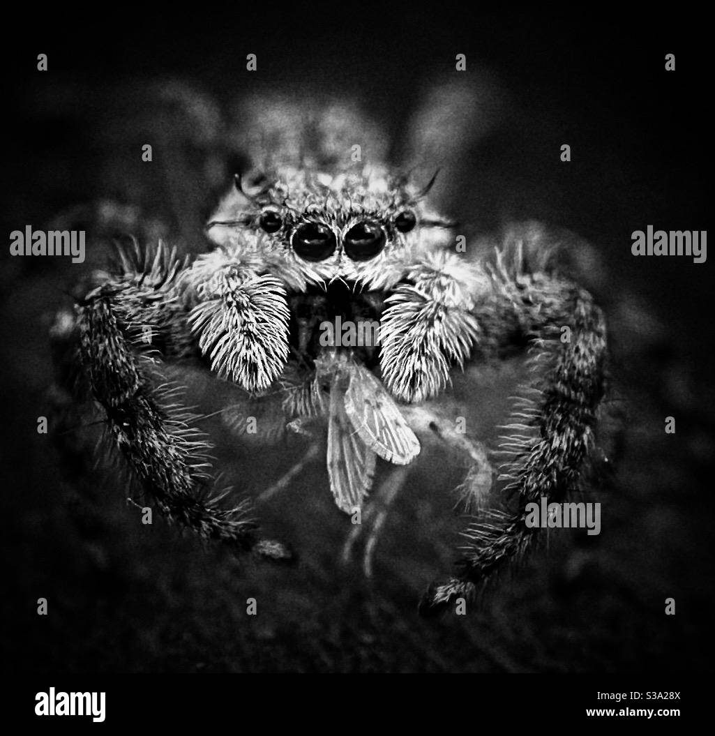 Eating a bug hi-res stock photography and images - Alamy