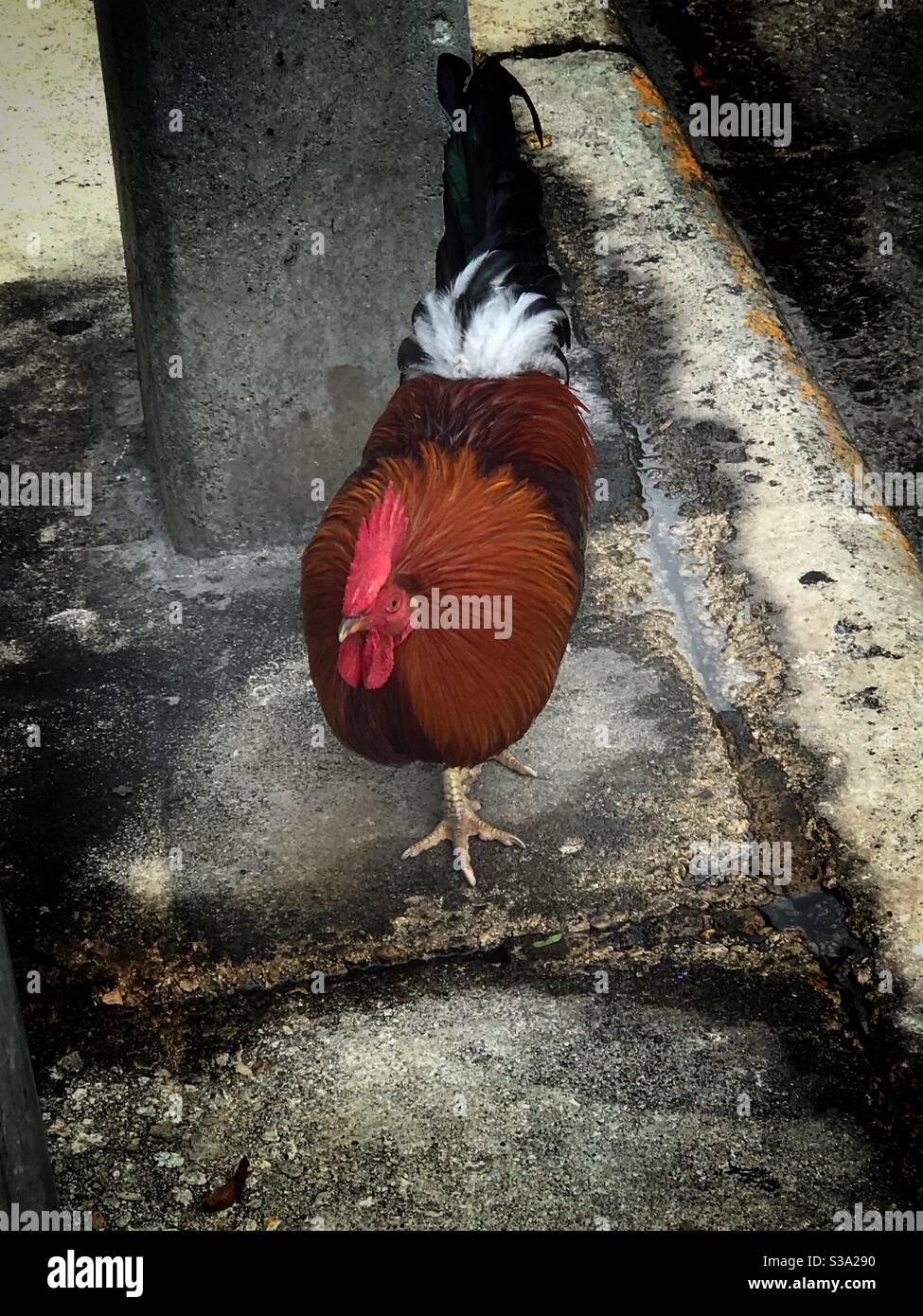 Red rooster hi-res stock photography and images - Alamy