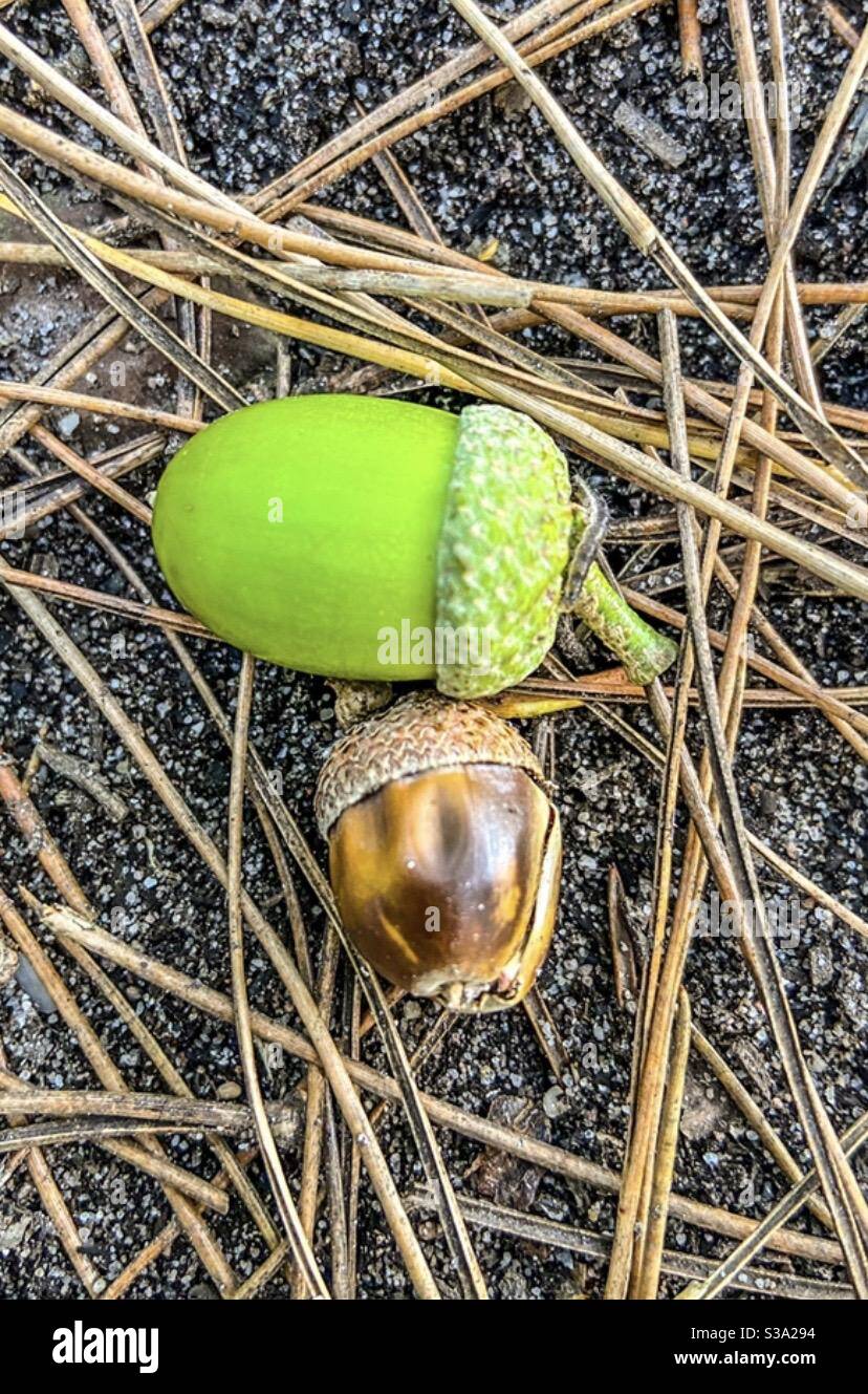Acorn walk hi-res stock photography and images - Alamy