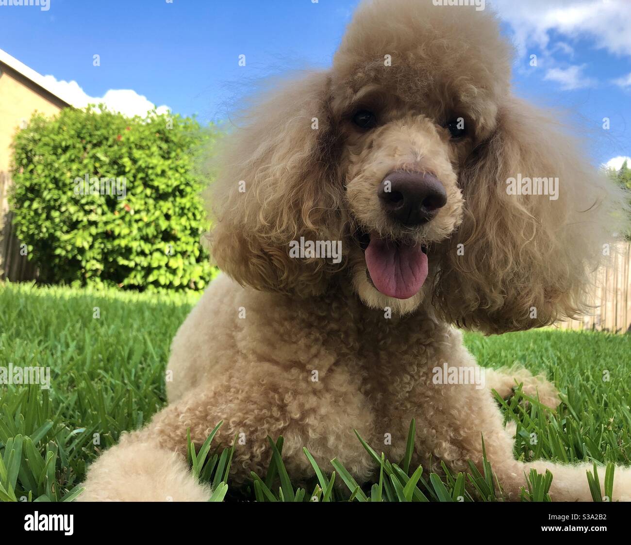 Happy Poodle High Resolution Stock Photography and Images - Alamy