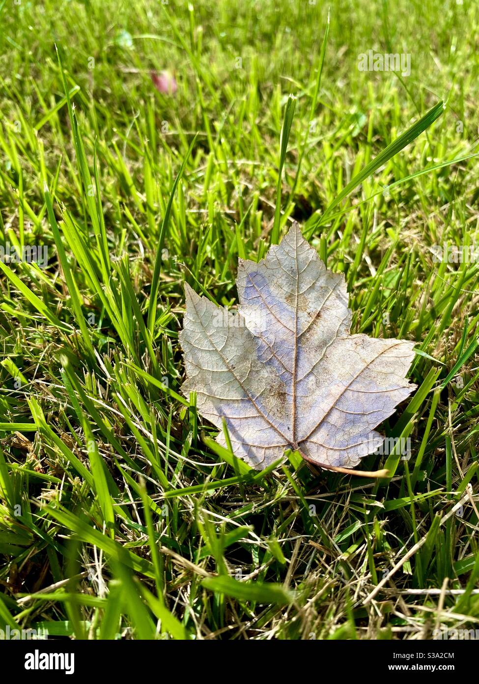 One fallen leaf hi-res stock photography and images - Alamy