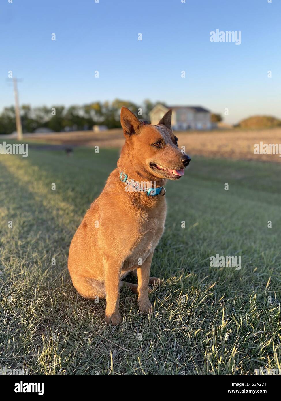 Red Heeler German Shepherd Mix
