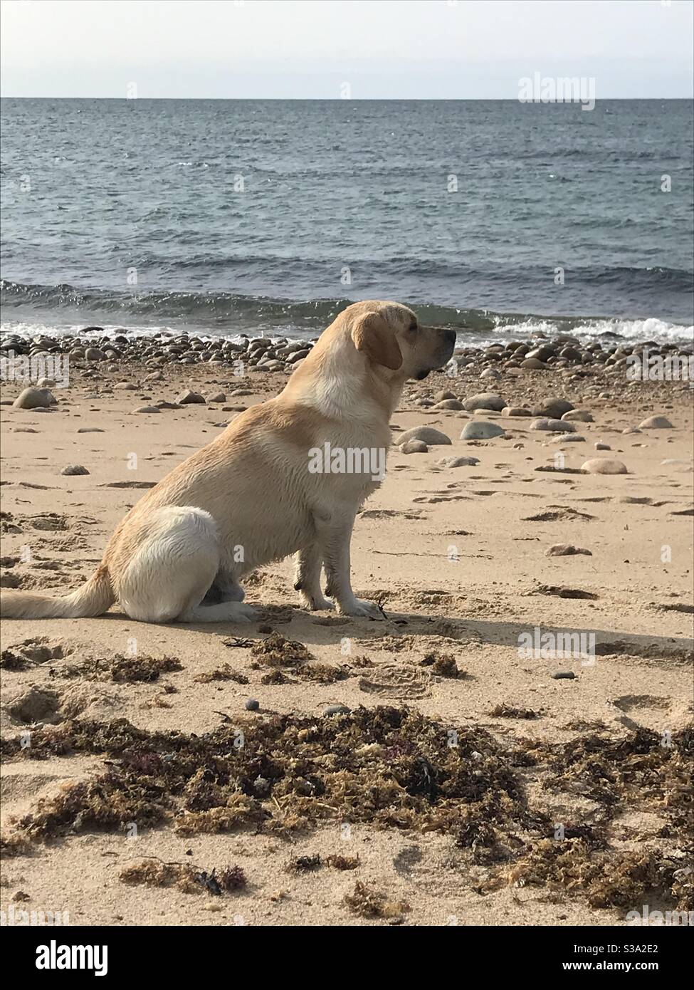 Salty dog hi-res stock photography and images - Alamy