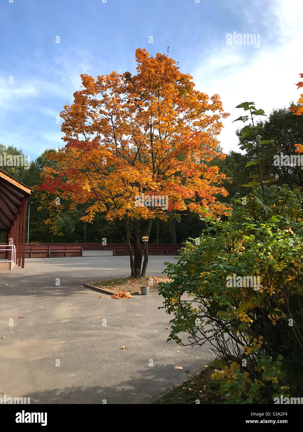 Autumn color change of tree leaves Stock Photo - Alamy