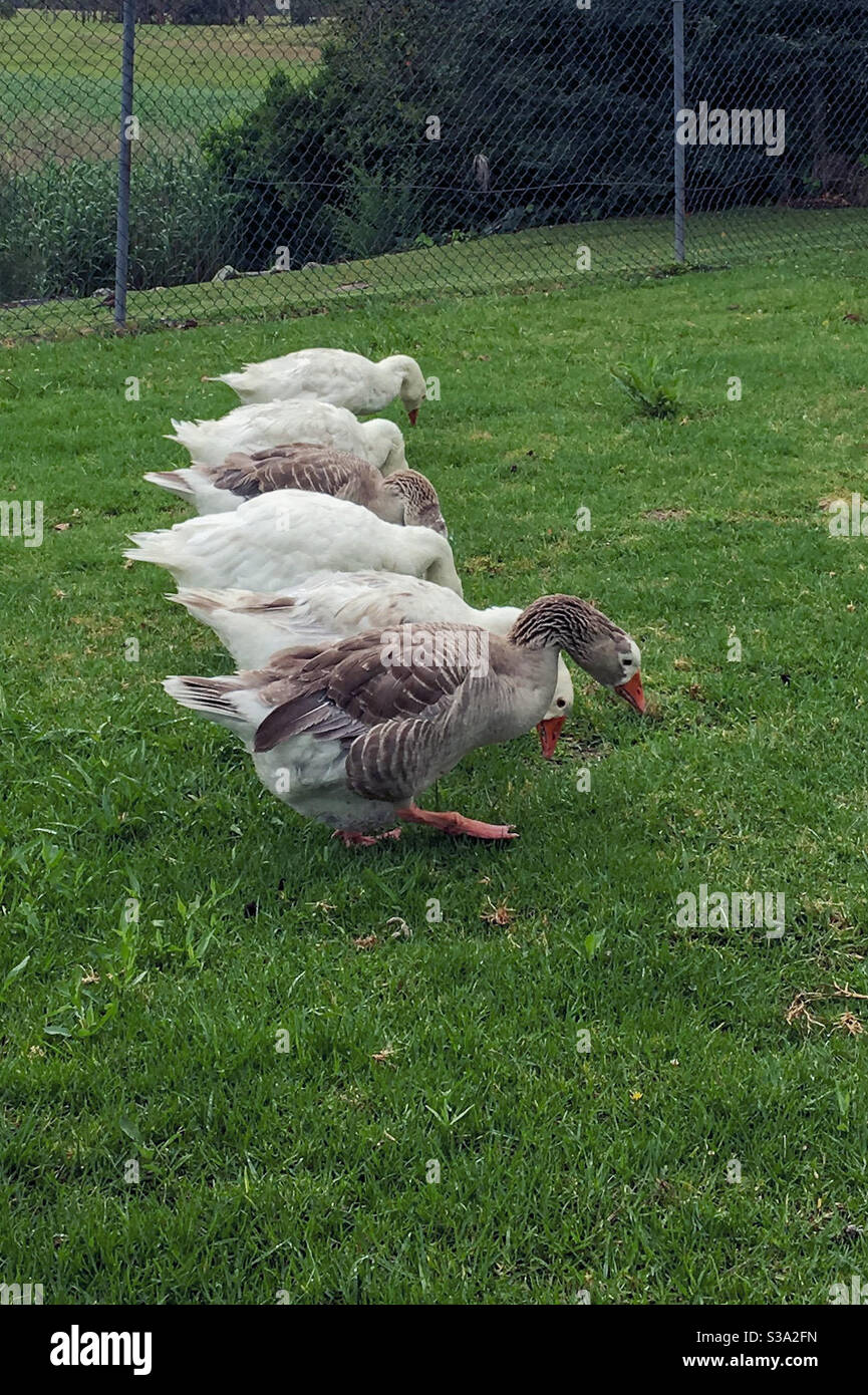 ‘Getting your ducks, or in this case, geese, in a row’! Six Geese all ...