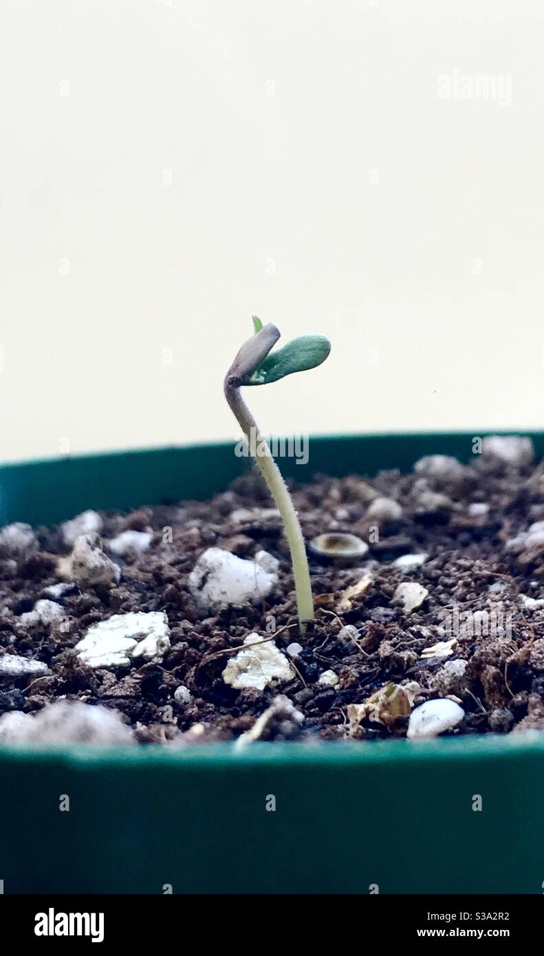 Baby plant new life hi-res stock photography and images - Alamy