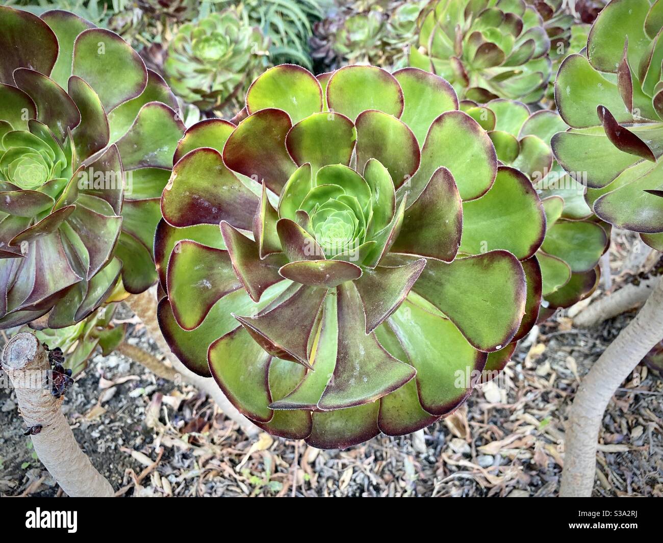 Close up detail of a succulent plant known as Red Salad Bowl (Aeonium ...