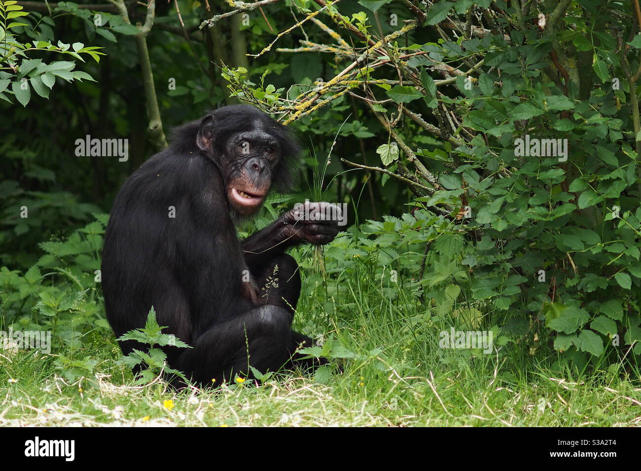 Bonobo sitting in the grass at the zoo Stock Photo - Alamy