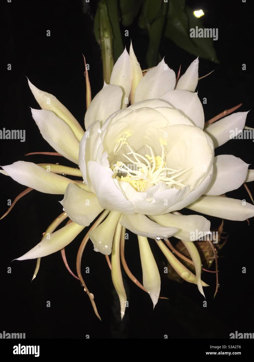 King flower hi-res stock photography and images - Alamy