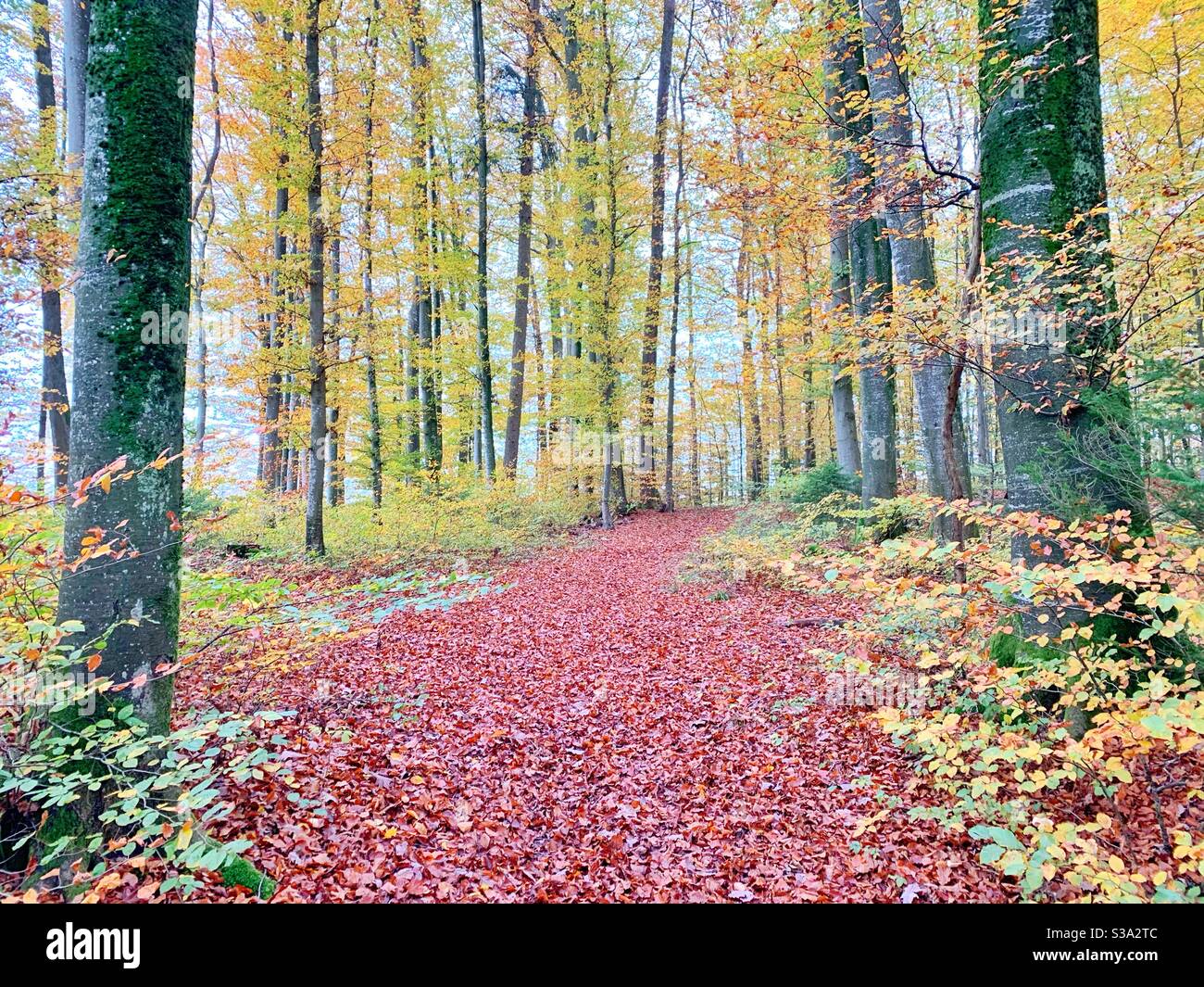 Path with trees hi-res stock photography and images - Alamy