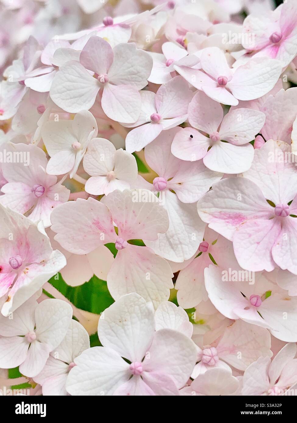 Pink hydrangea flowers hi-res stock photography and images - Alamy