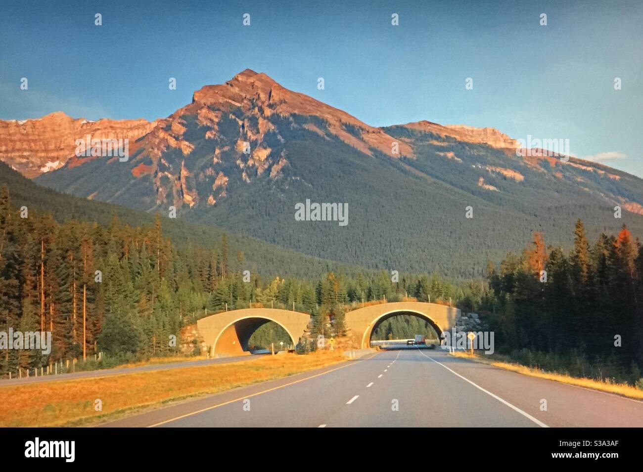 Alberta bound, transCanada highway, animal overpass, wildlife crossing ...