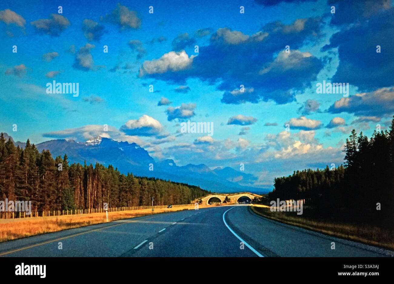 Alberta bound, transCanada highway, animal overpass, wildlife crossing ...