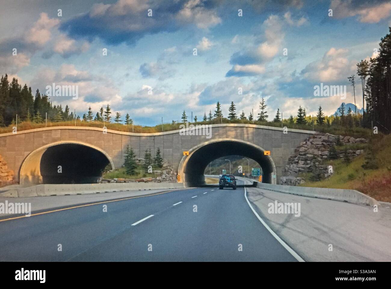 Alberta bound, transCanada highway, animal overpass, wildlife crossing ...
