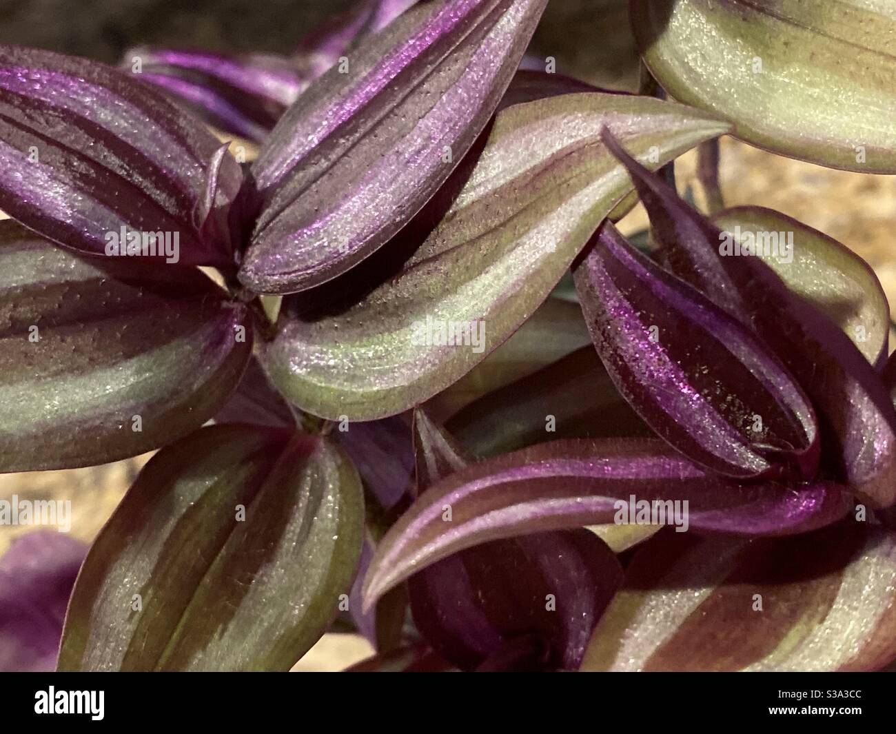 Full background of wandering Jew also known as Purple Heart Stock Photo ...