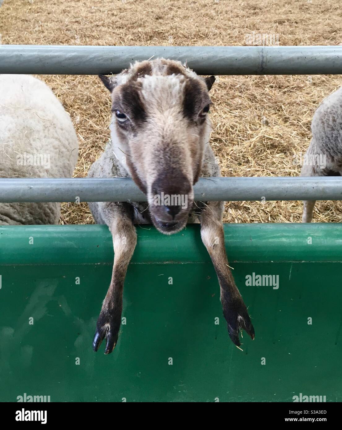Sheep head through fence hi-res stock photography and images - Alamy