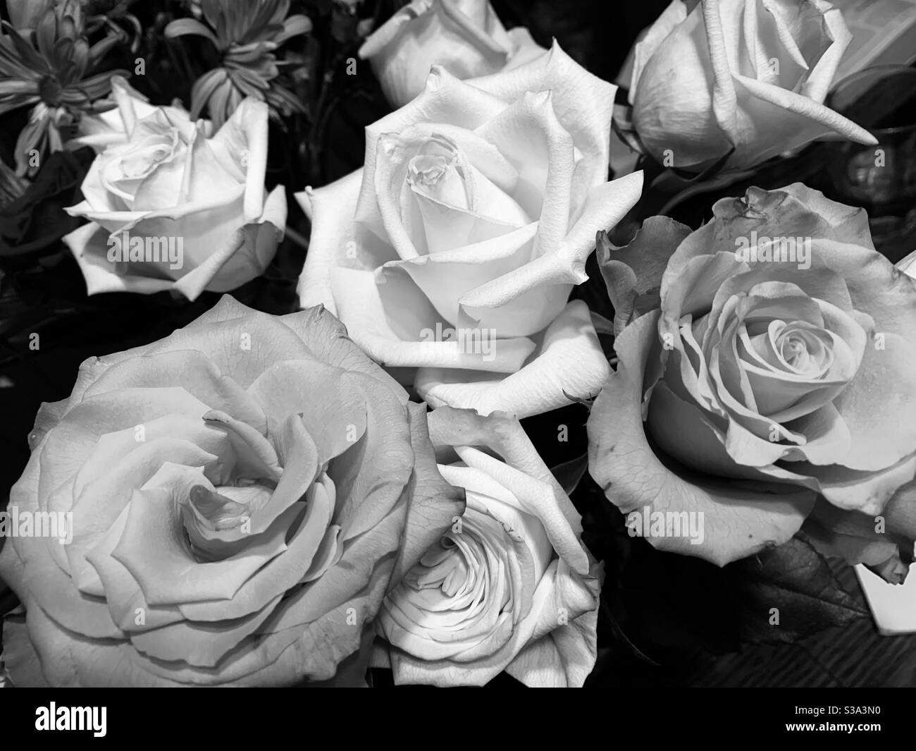 Black white roses Black and White Stock Photos & Images - Alamy