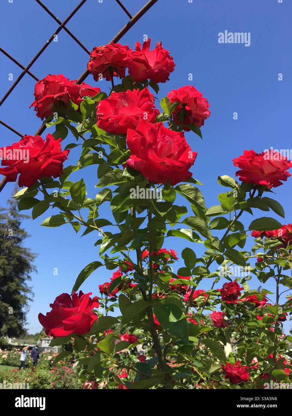 Trellis with climbing roses hi-res stock photography and images - Alamy