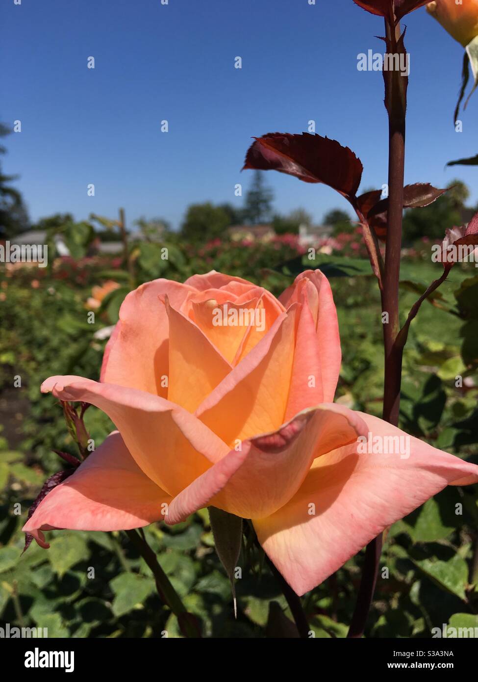 Beautiful pink rose overlooking rose garden and blue sky Stock Photo ...