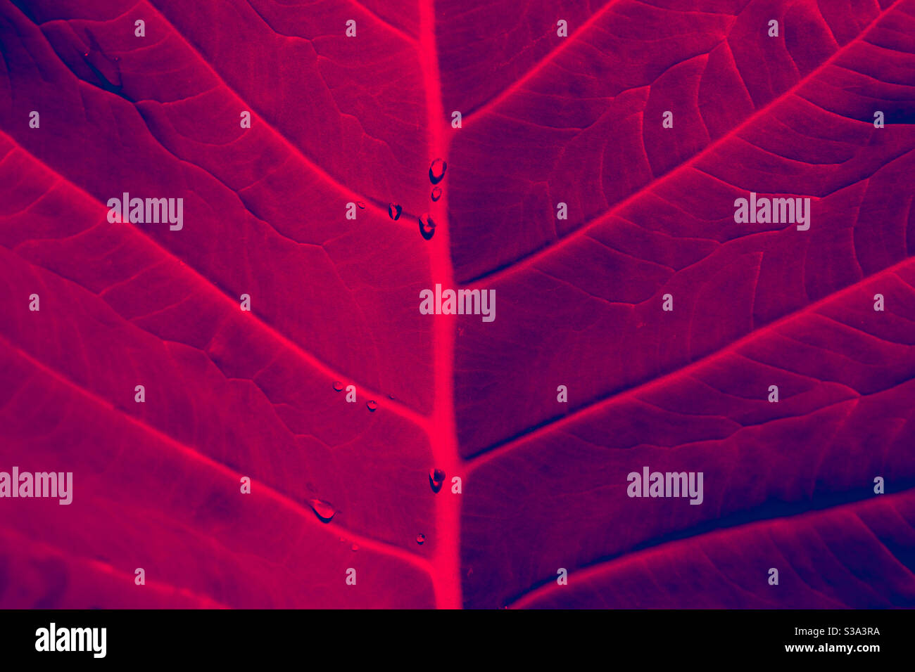 Red color leaf hi-res stock photography and images - Alamy