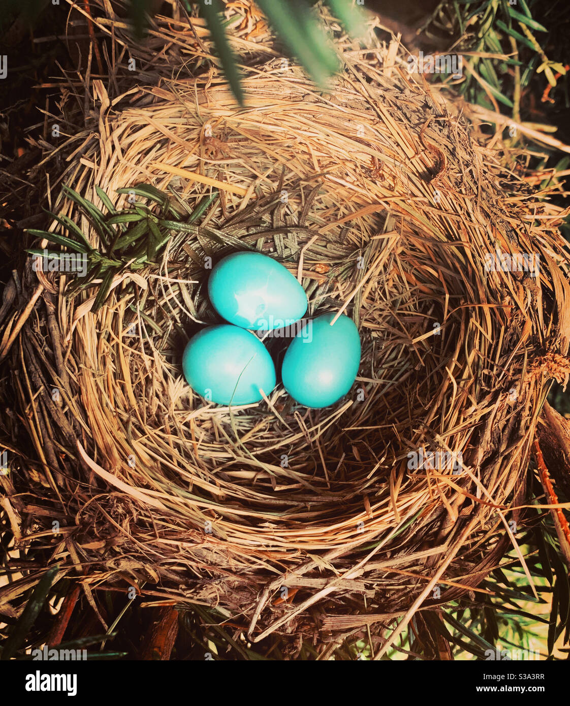 Best eggs hi-res stock photography and images - Alamy