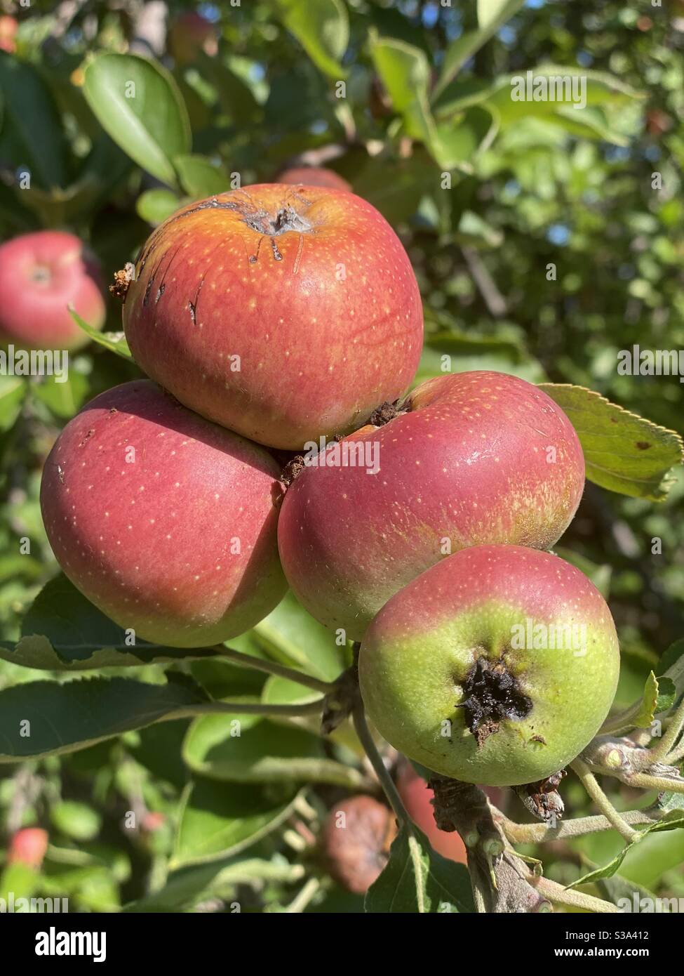 Bio apple tree hi-res stock photography and images - Alamy
