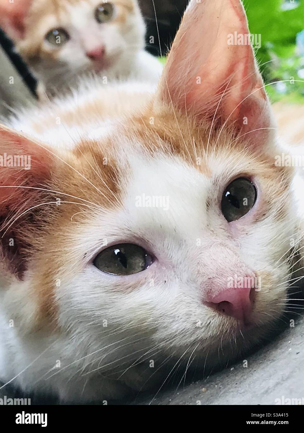 Cat boom hi-res stock photography and images - Alamy