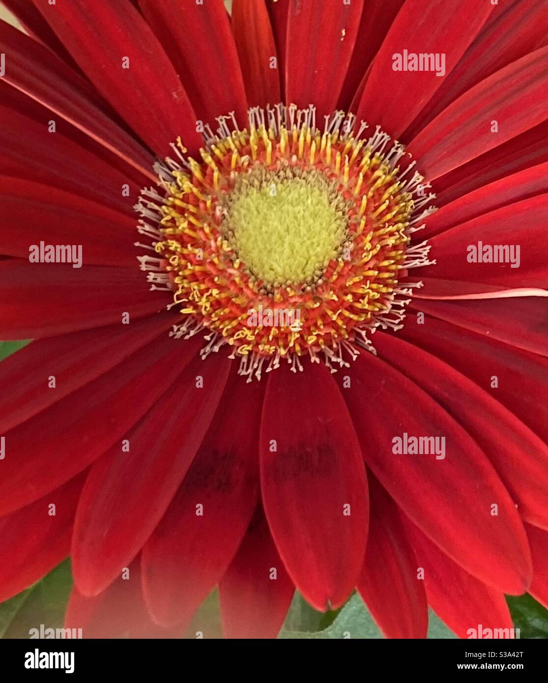 Barberton Daisy High Resolution Stock Photography and Images - Alamy