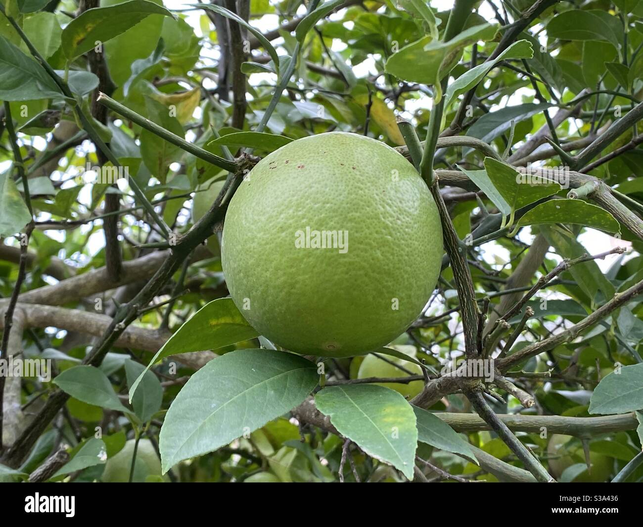 Unripened Fruit High Resolution Stock Photography and Images - Alamy
