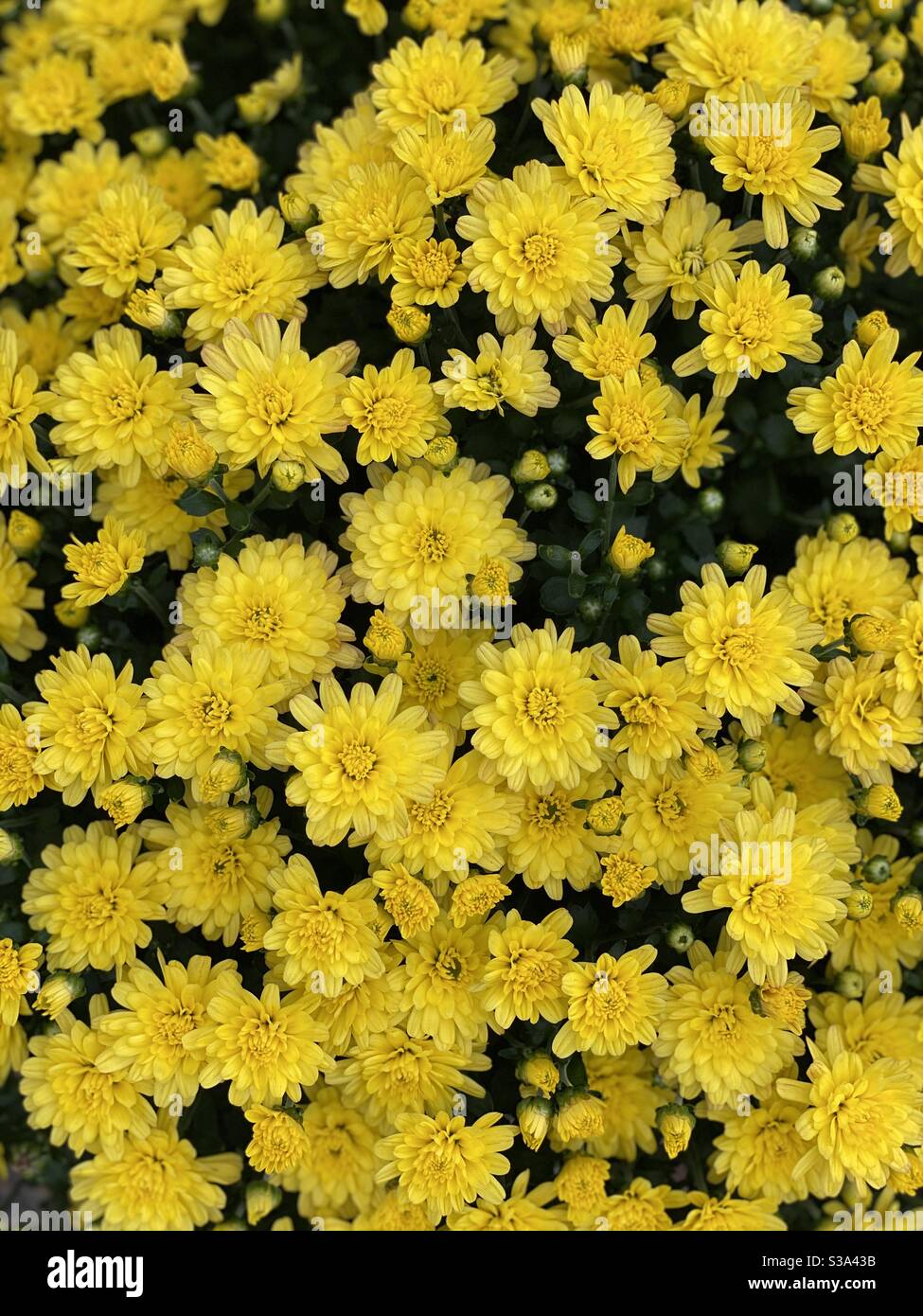 Fall mums hi-res stock photography and images - Alamy