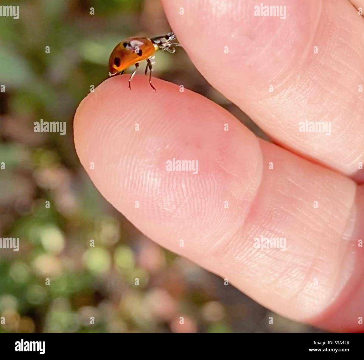 Bug on human finger Stock Photo - Alamy