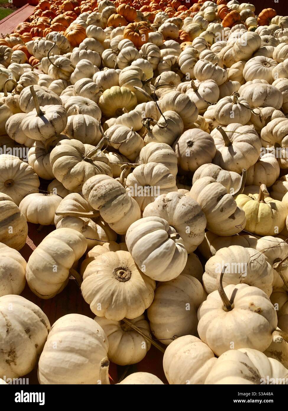 Mini pumpkins hi-res stock photography and images - Alamy