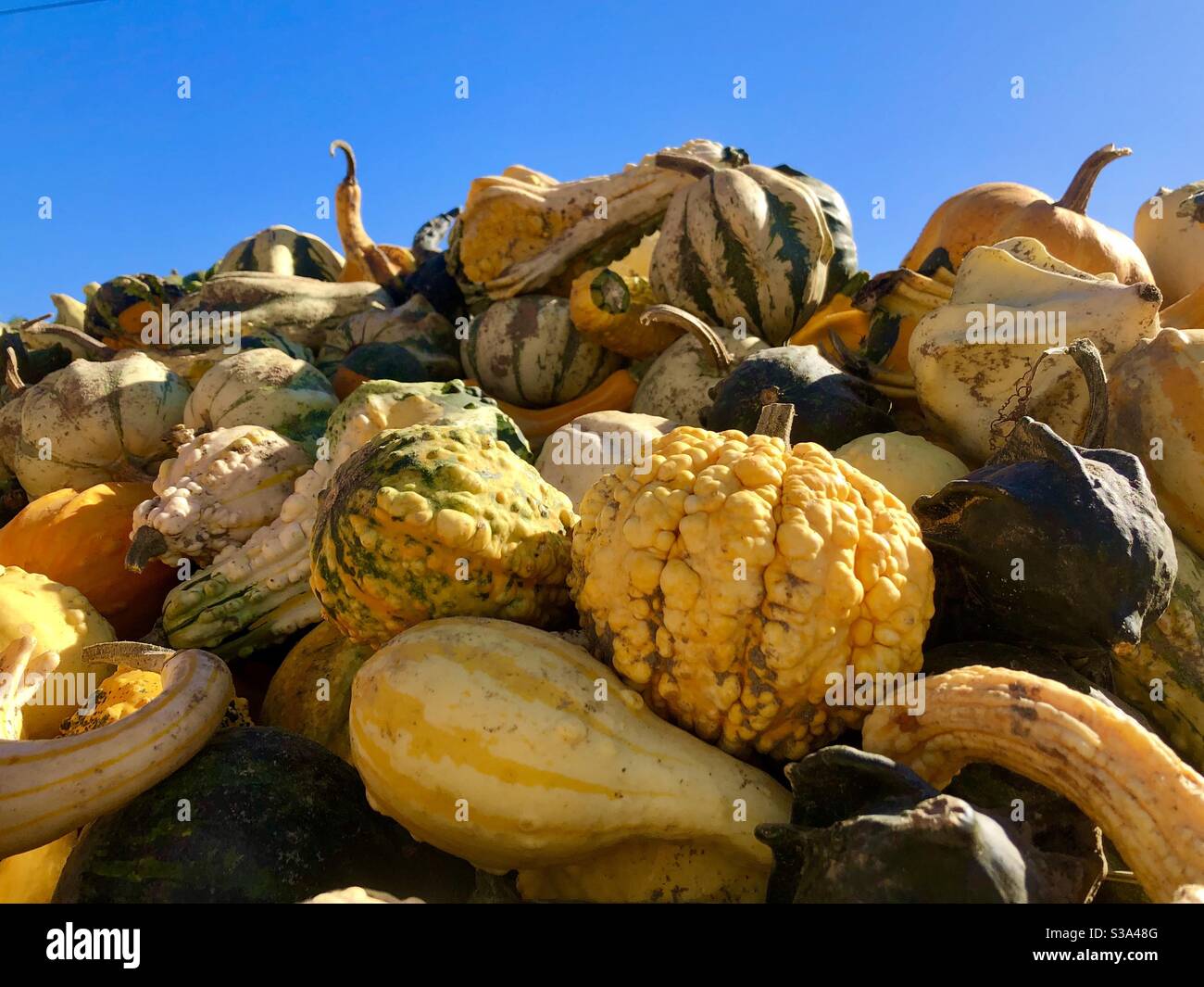 Pile of pumpkins hi-res stock photography and images - Alamy