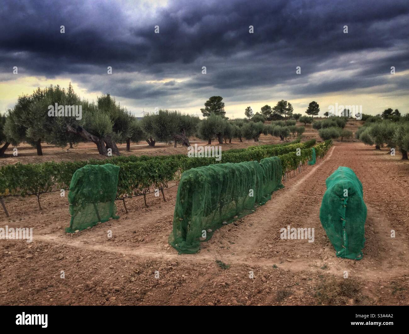 Wasps nets hi-res stock photography and images - Alamy