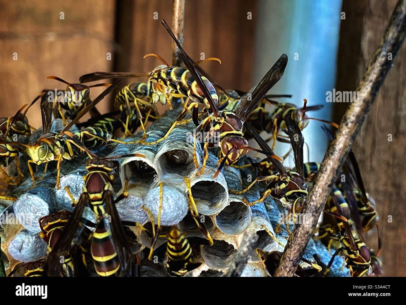 Protecting Its Nest High Resolution Stock Photography and Images - Alamy