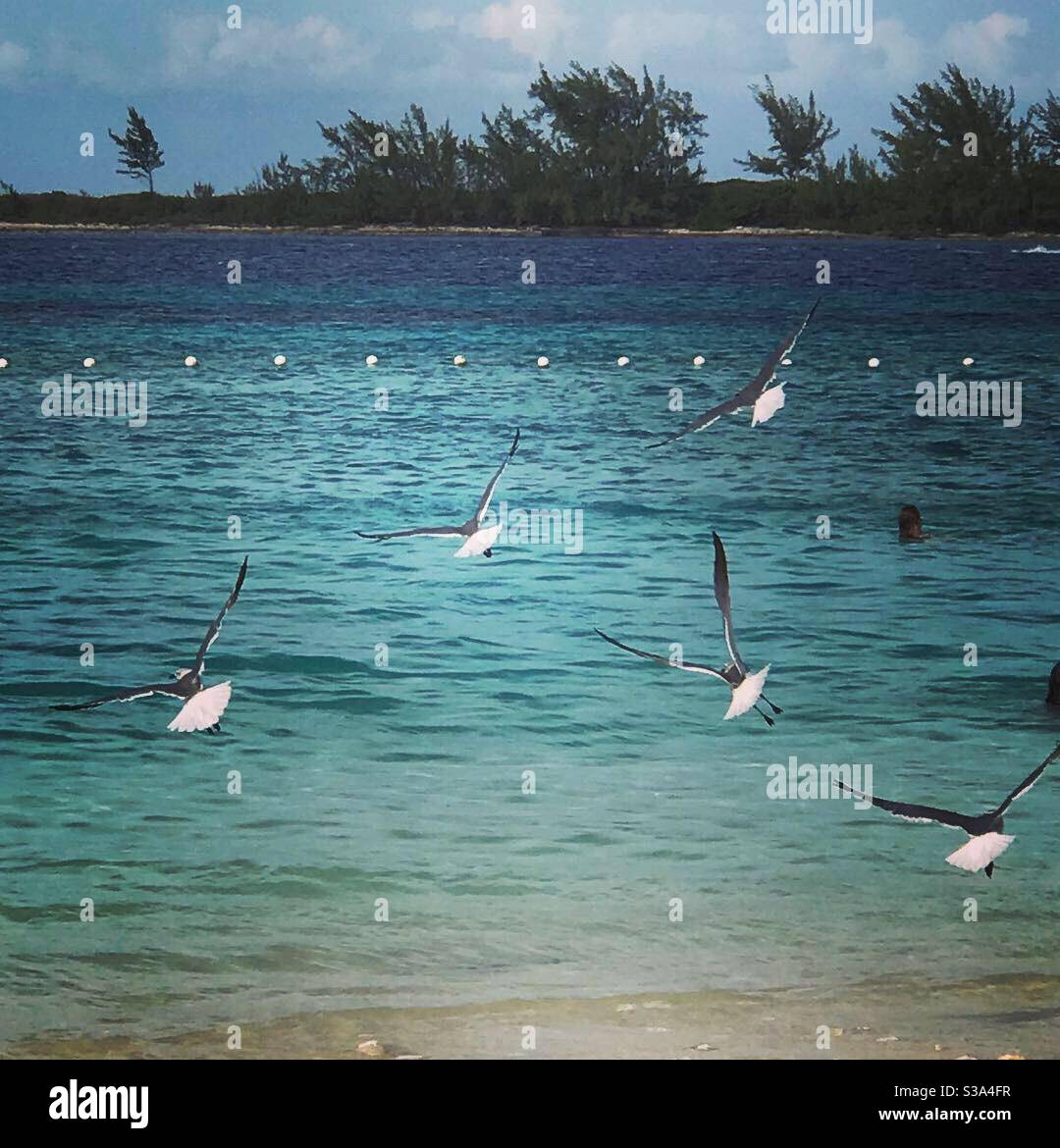 Birds flying at ocean beach hi-res stock photography and images - Alamy