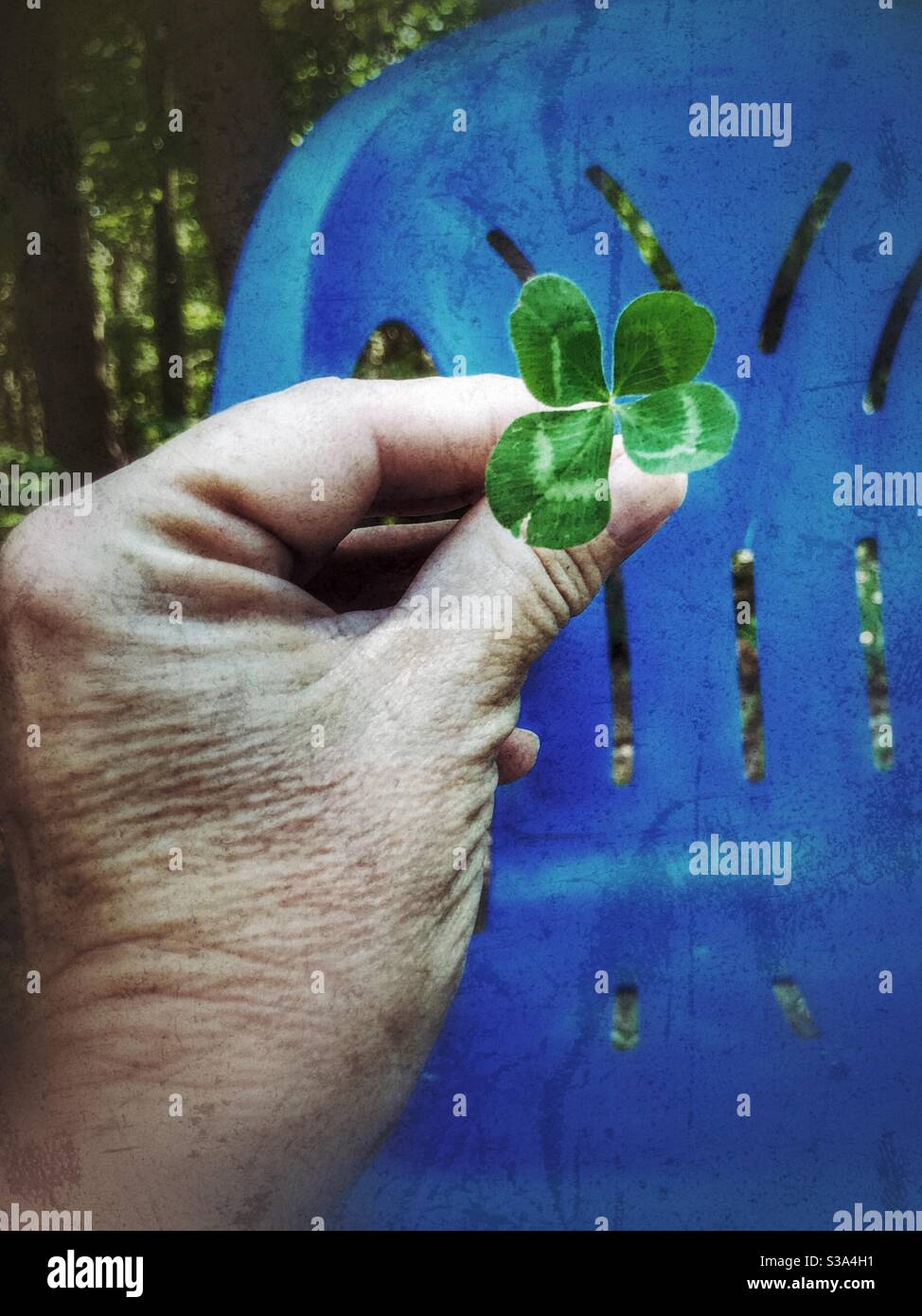 Hand holding 4 leaf clover Stock Photo - Alamy