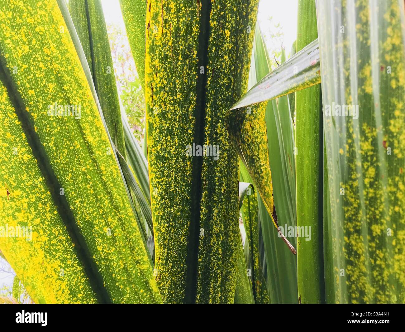 Sun through plant hi-res stock photography and images - Alamy