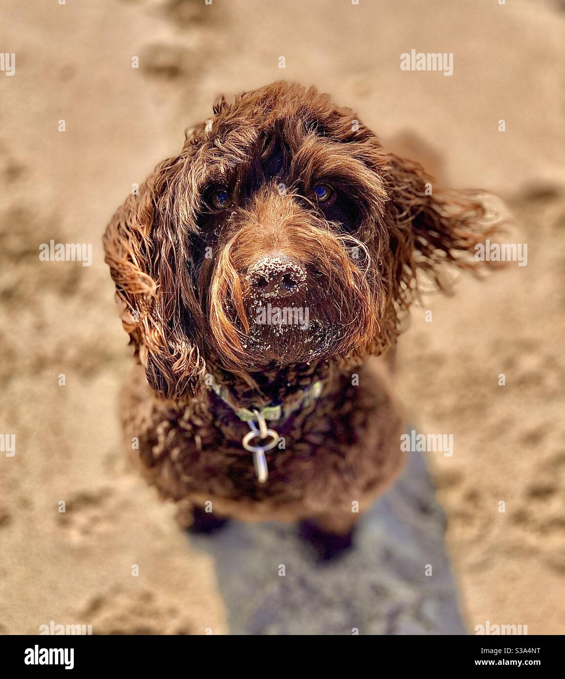 Cockapoo Brown