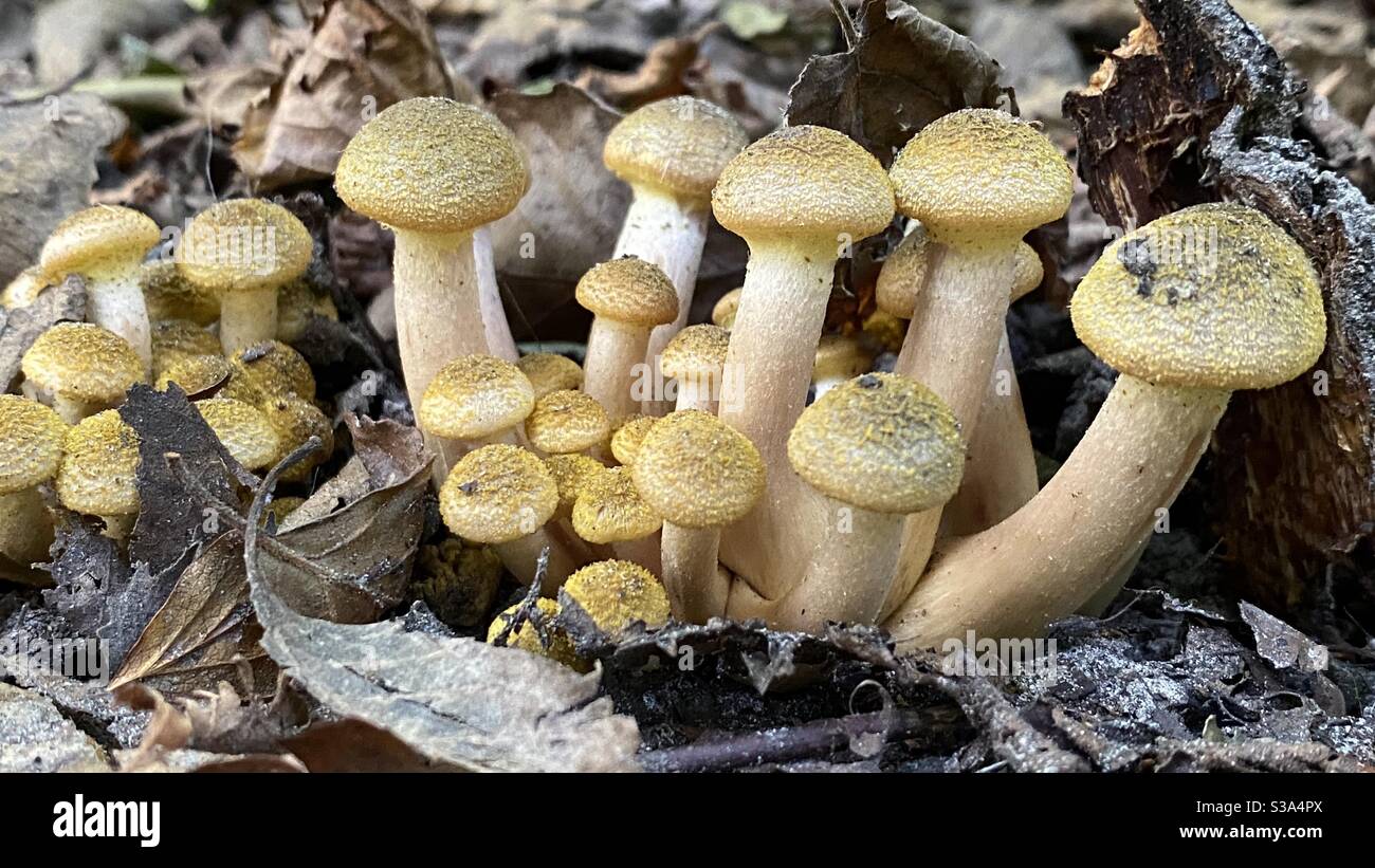 Wood Cluster High Resolution Stock Photography and Images - Alamy