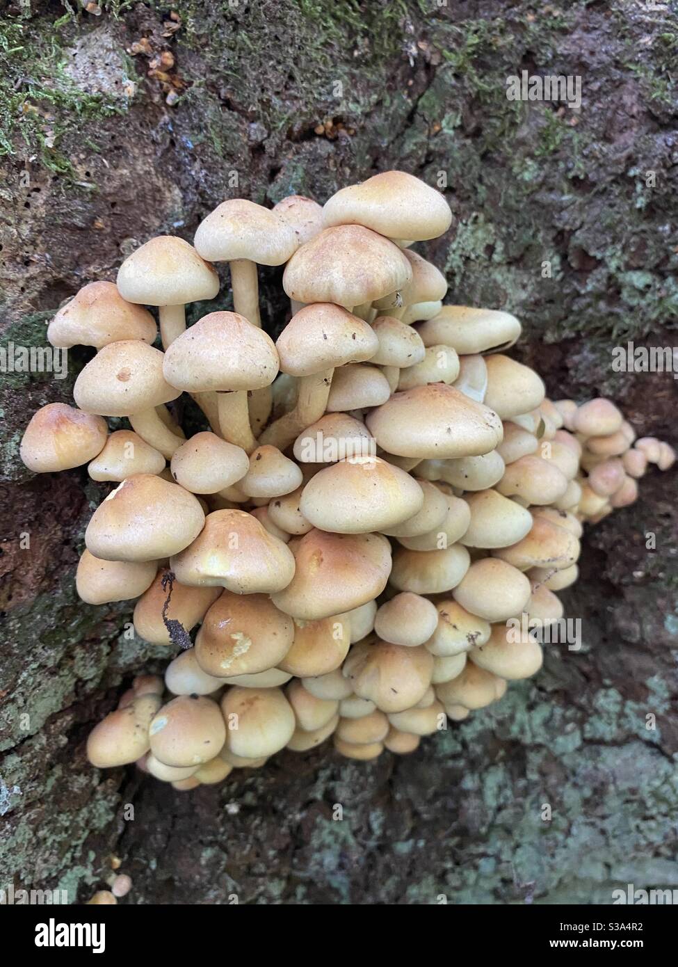 Petts wood london hi-res stock photography and images - Alamy