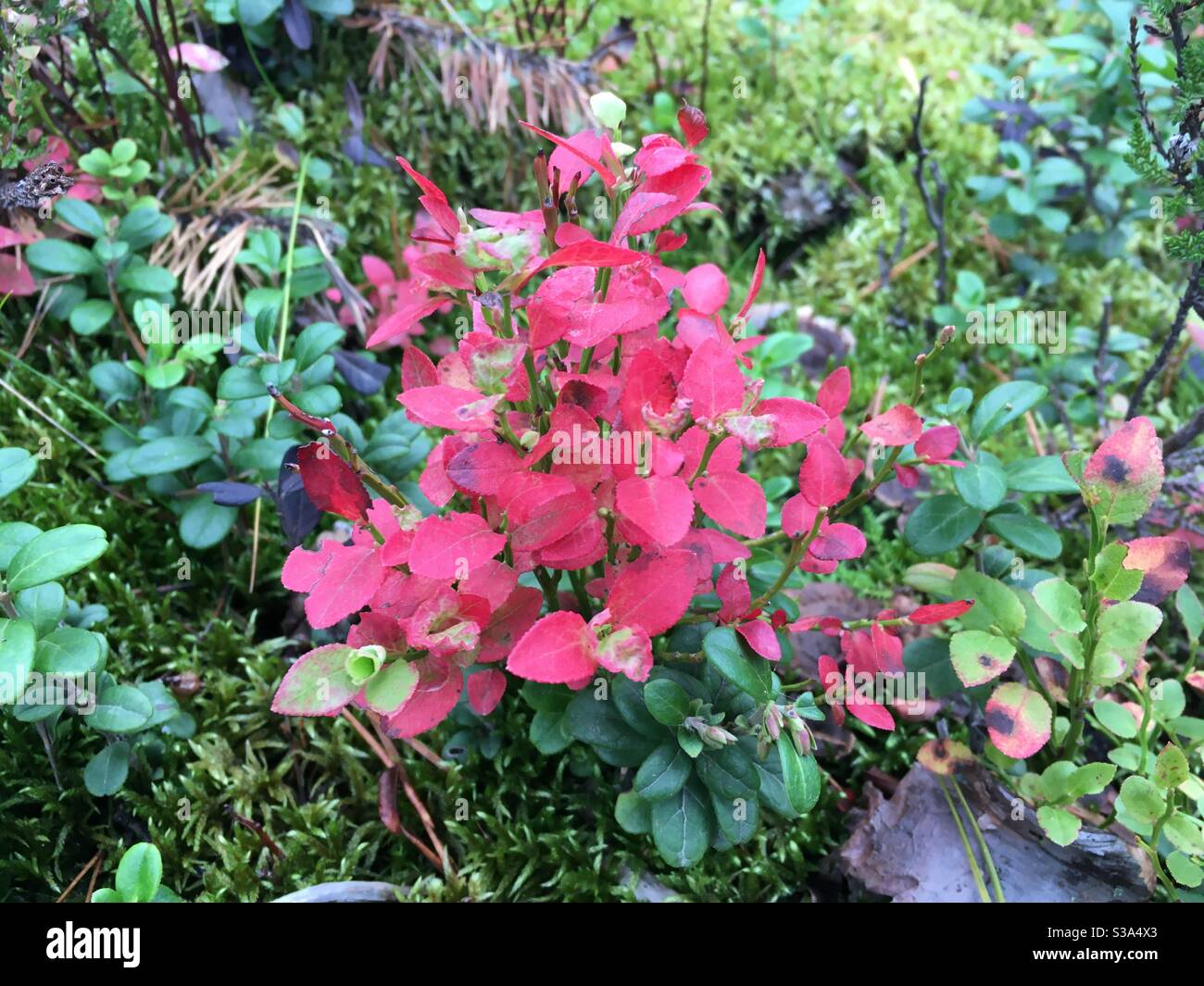 Red blueberry leaves hi-res stock photography and images - Alamy