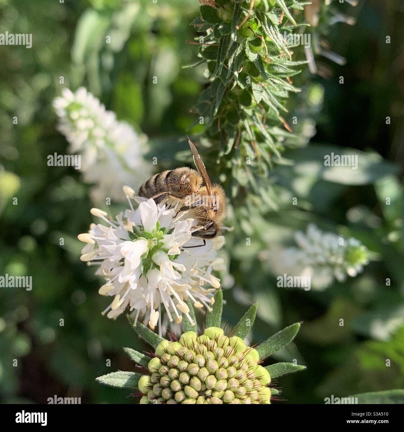 Honey bee life cycle hi-res stock photography and images - Alamy