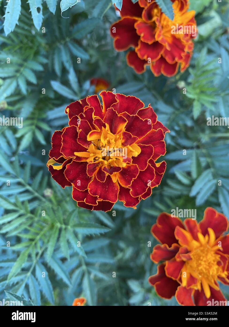 Red marigold hi-res stock photography and images - Alamy