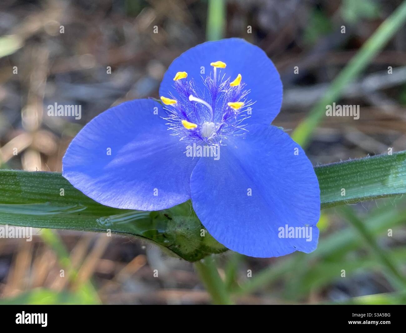 Spiderwort flower hi-res stock photography and images - Alamy