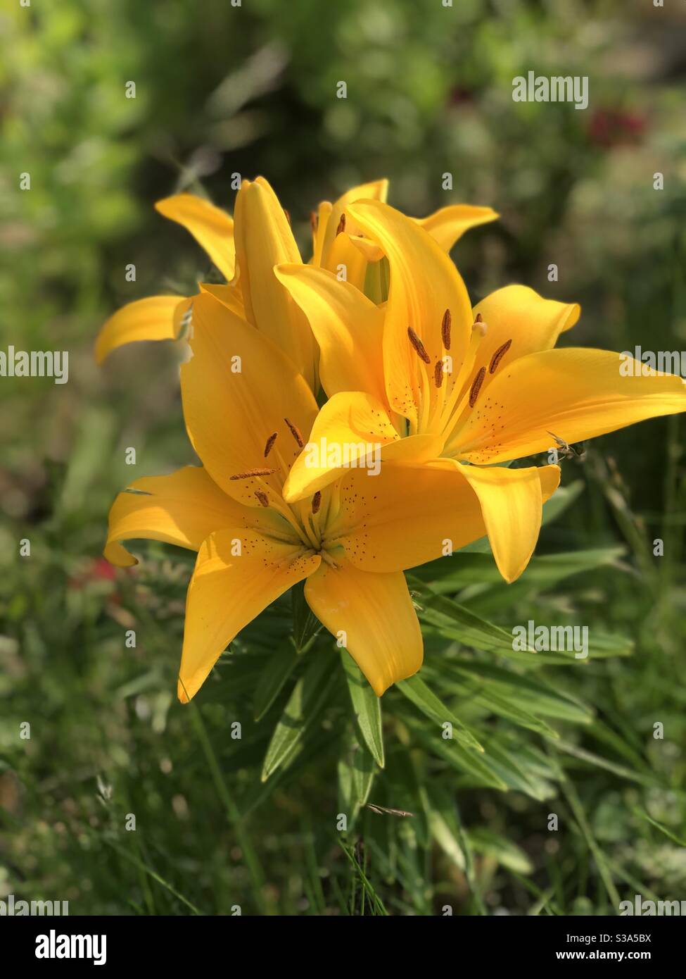 Perfect yellow lily flowers Stock Photo - Alamy