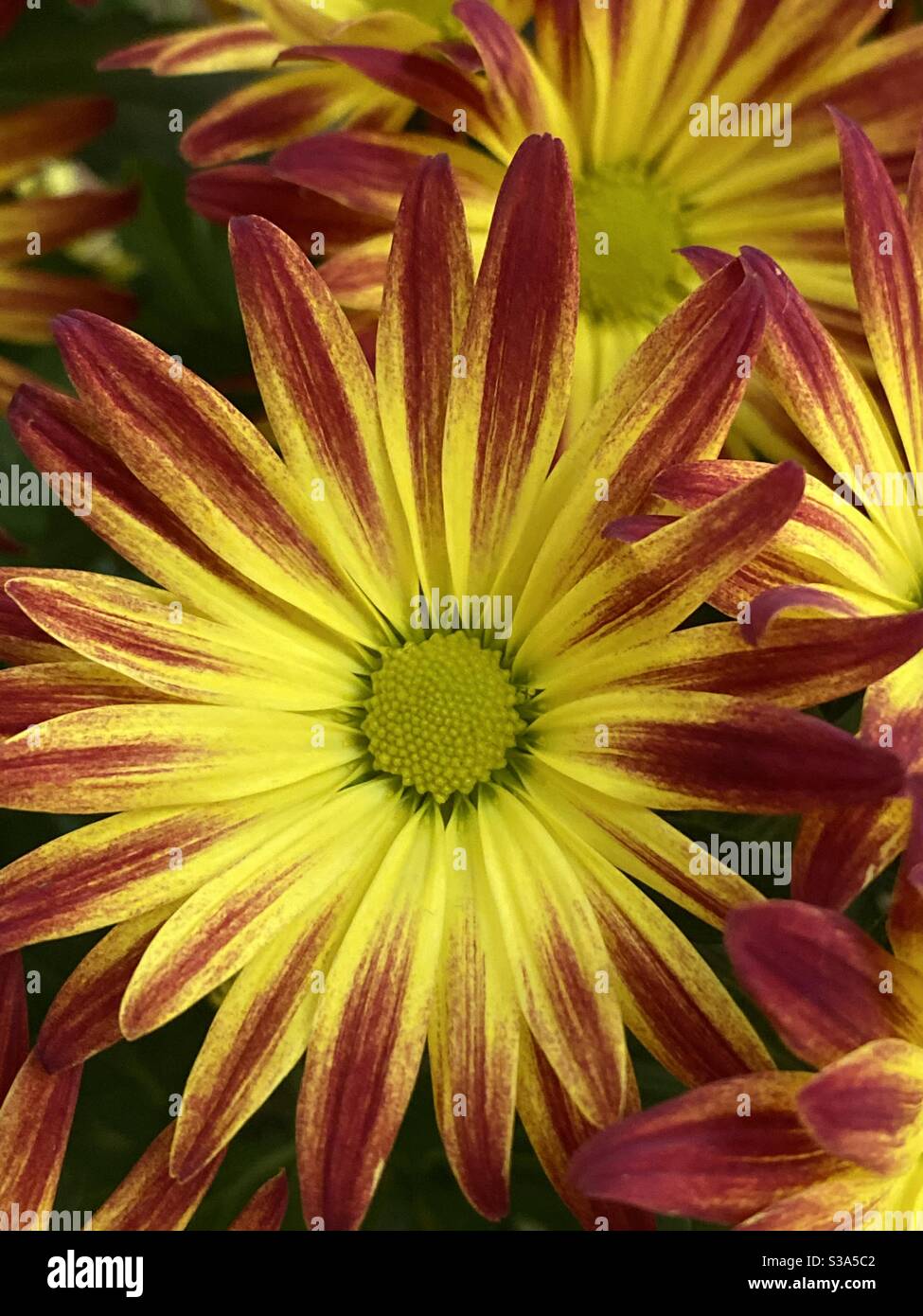 Autumn daisy flowers in yellow and red colors Stock Photo - Alamy