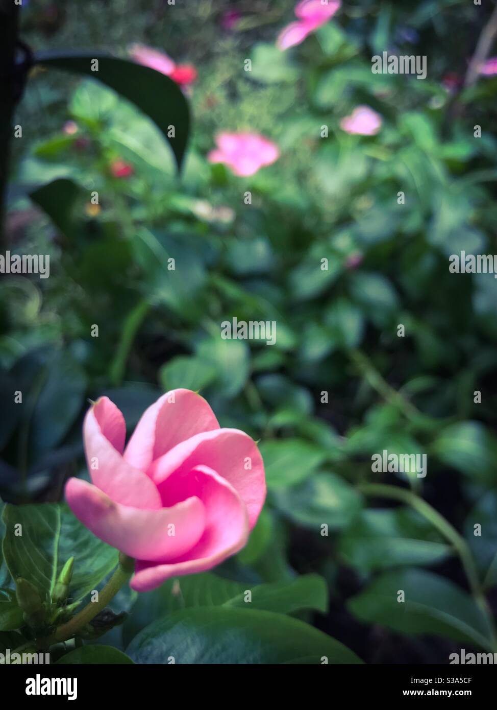 Pink vinca opens in summer flower bed Stock Photo - Alamy