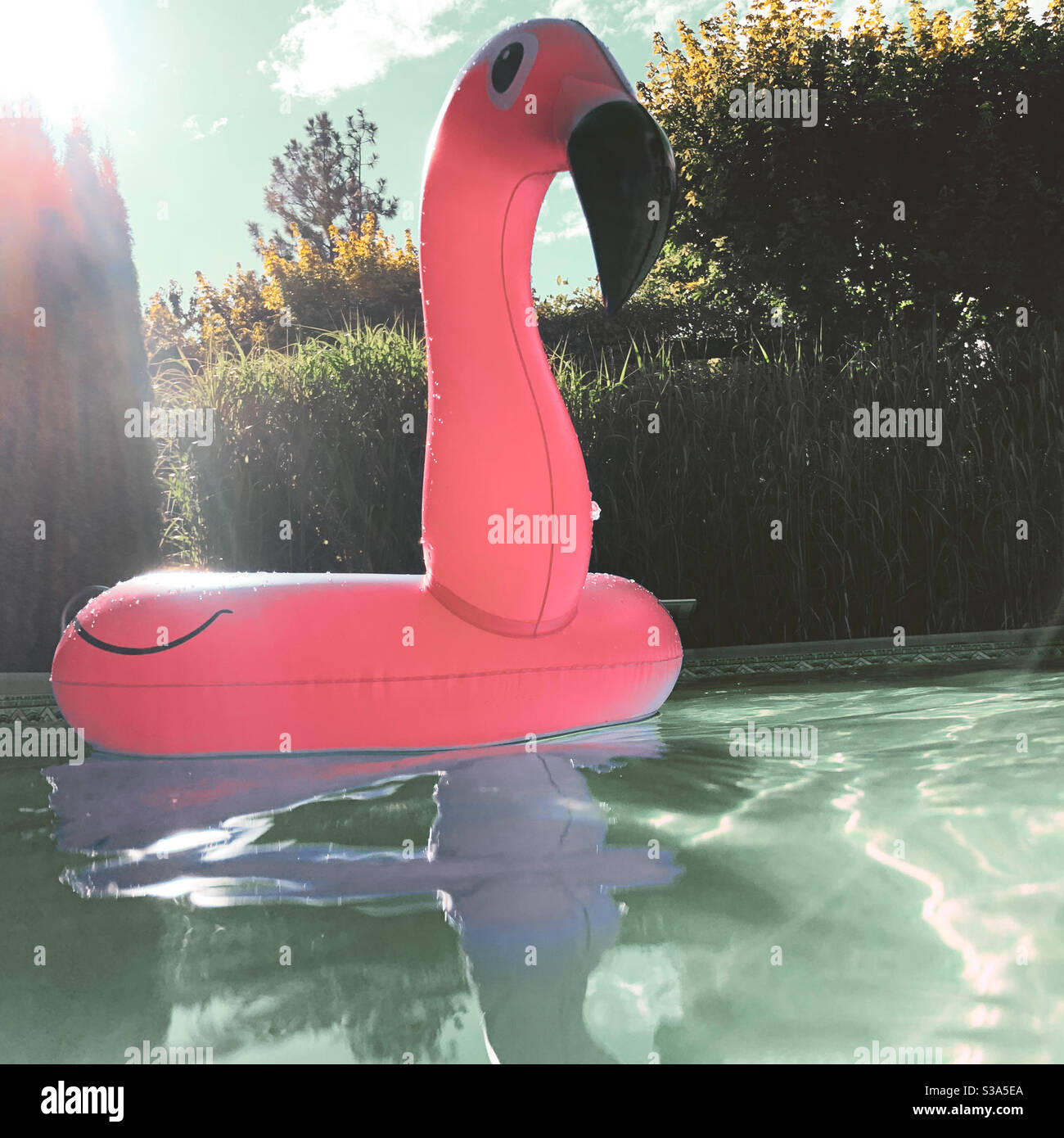 Inflatable pink flamingo afloat in backyard swimming pool Stock Photo ...